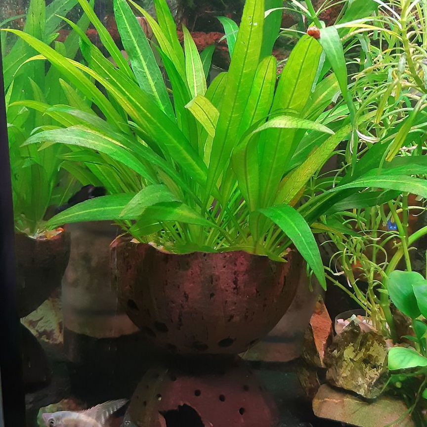 Эхинодорус амазонский