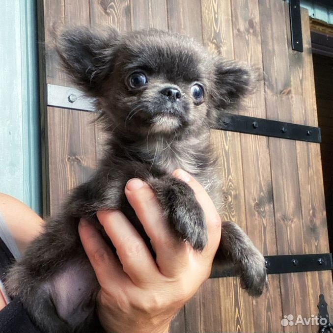 Невероятный красавчик (голубой дш)