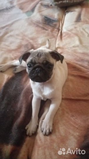 Девочка мопс