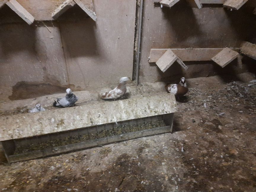 Голуби свердловские