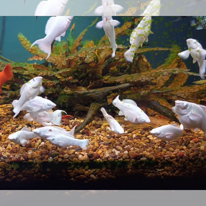 Велифера платина