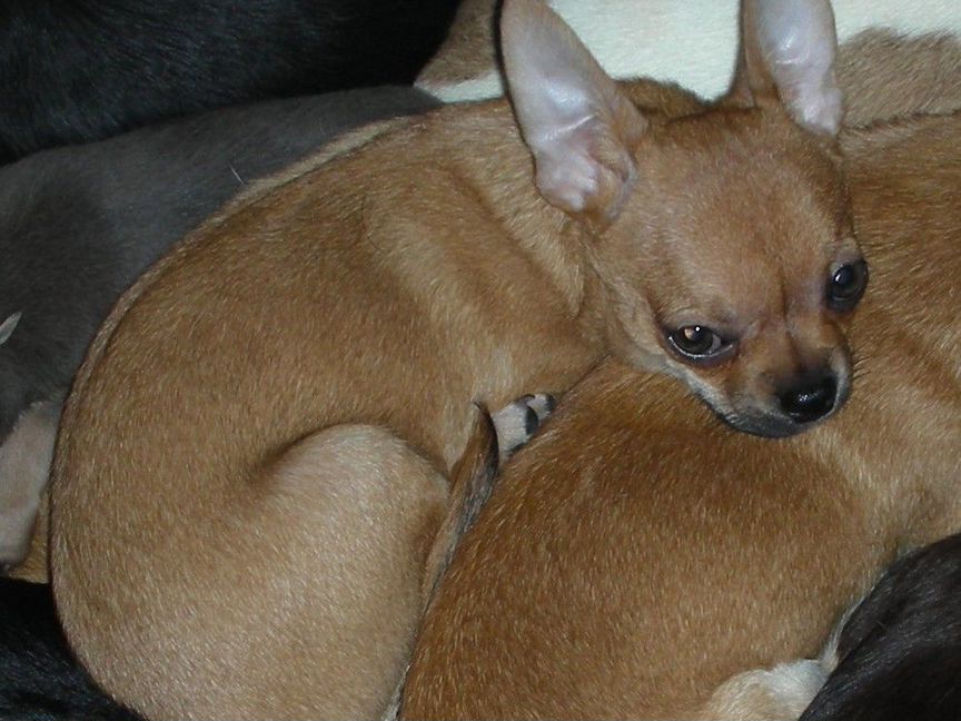 Роскошный рыжик Филя