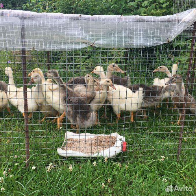 Утята гусята