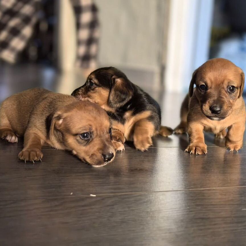 Щенки джек рассел терьер в добрые руки