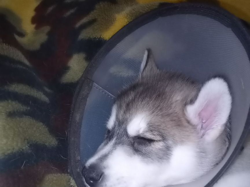 Щенки сибирской хаски