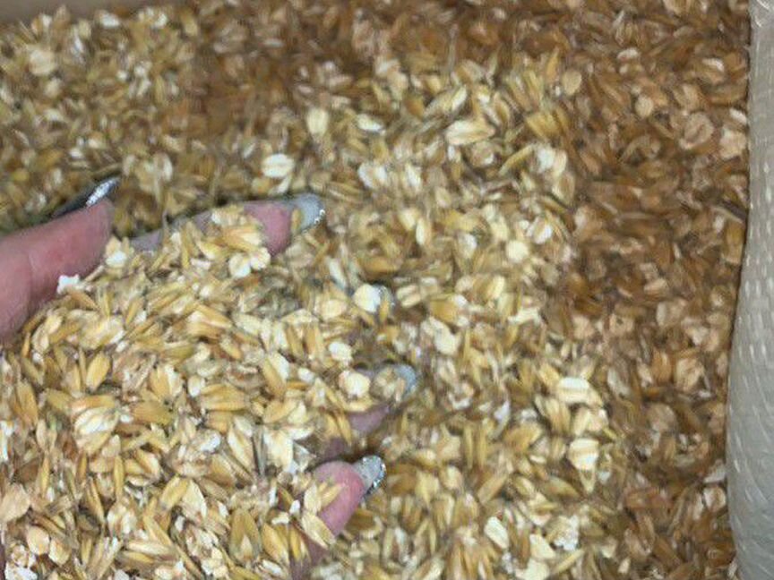 Плющеное зерно