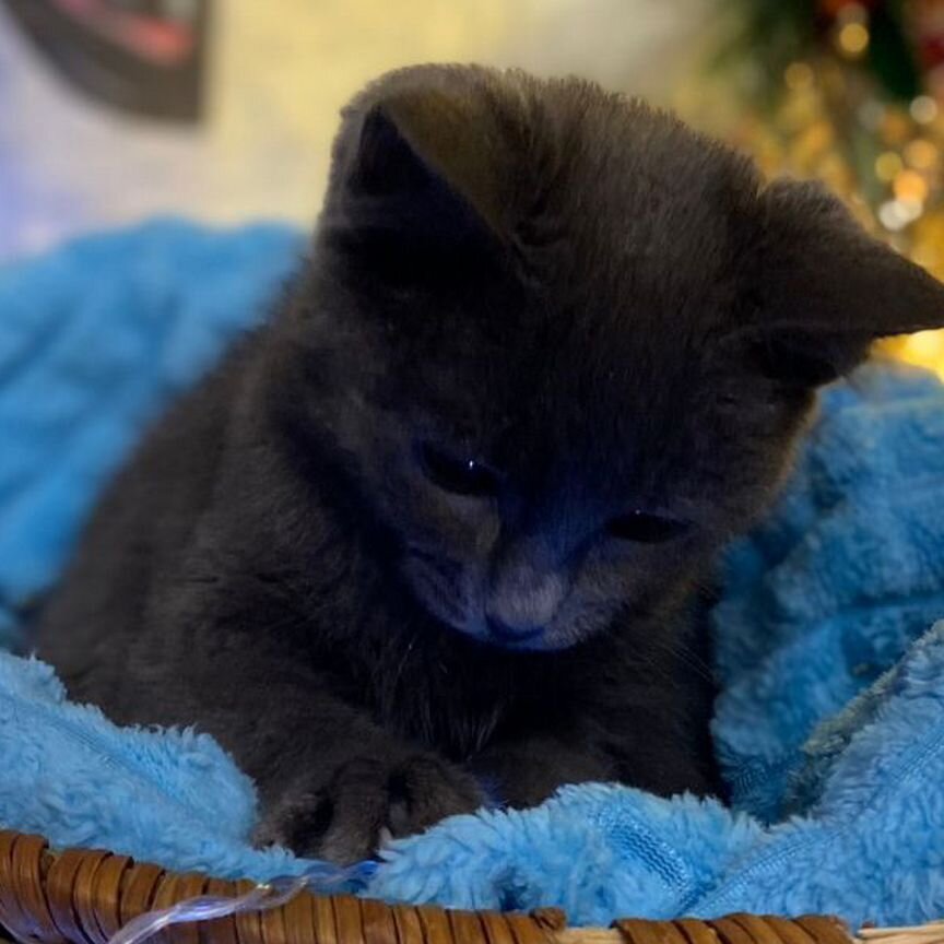 Шотландский прямоухий короткошёрстный котёнок