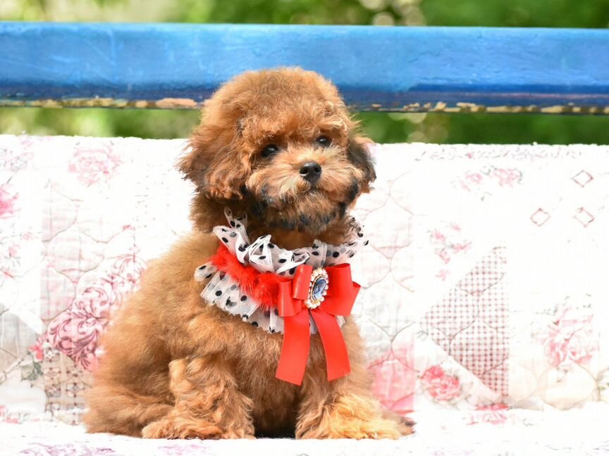 Мальтипу мальчик