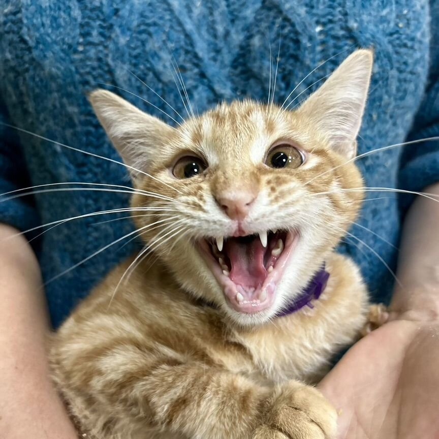 Котенок Дональд зовет маму