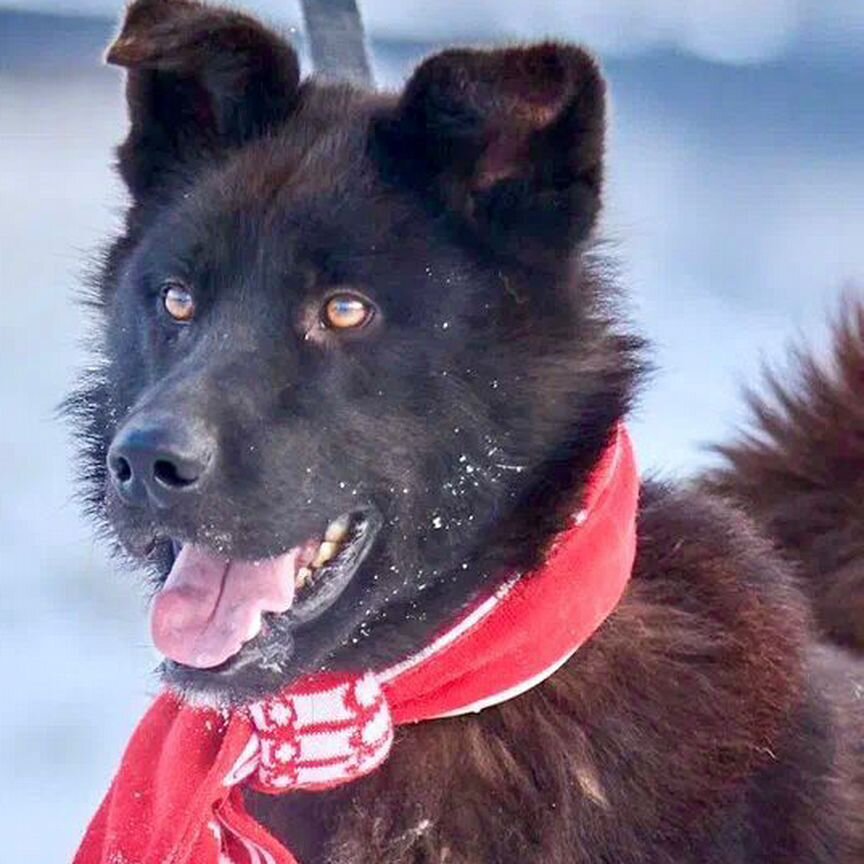 Взрослый пёс в добрые руки