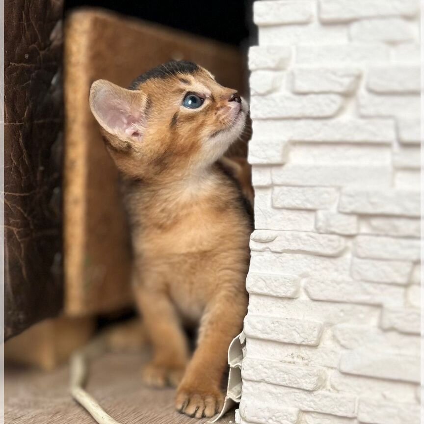 Абиссинские котята