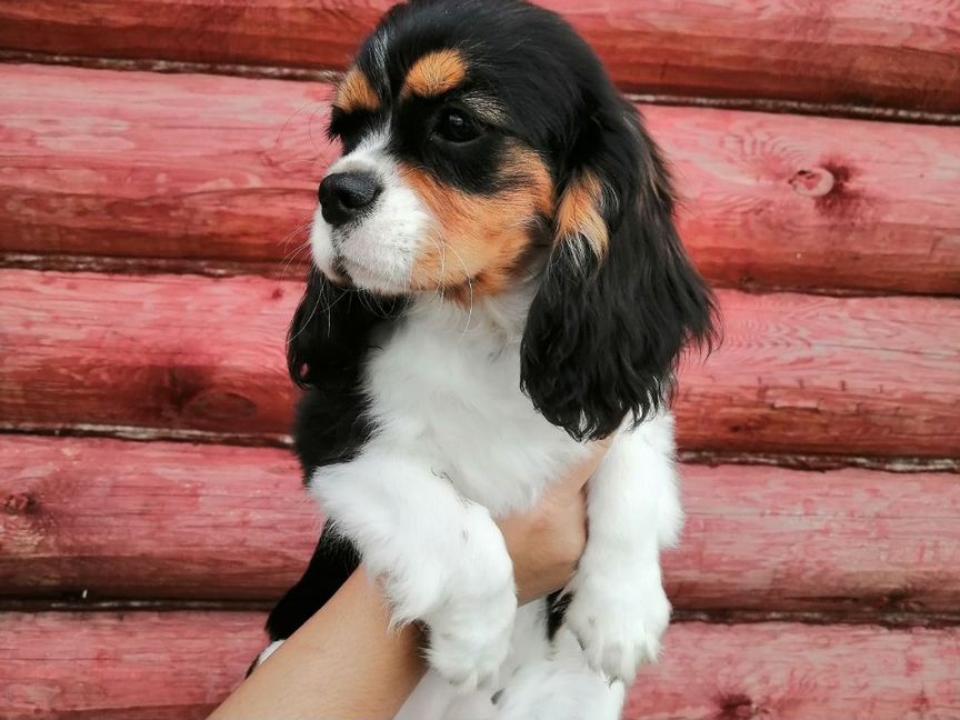 Девочка ккчс