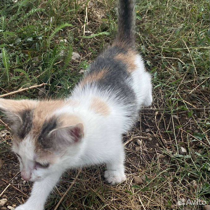 Котята ищут хороший дом