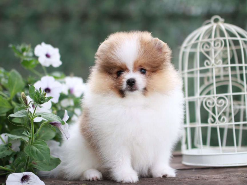 Померанский шпиц большой выбор щенков