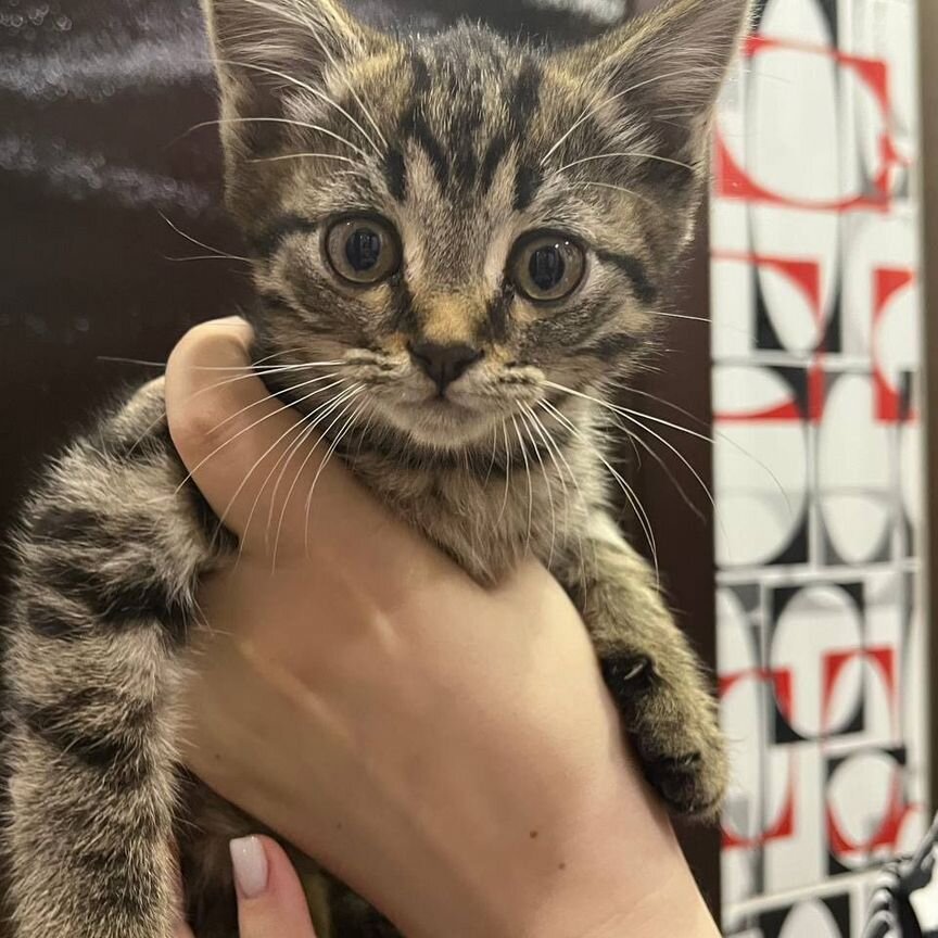 Кошка и котята