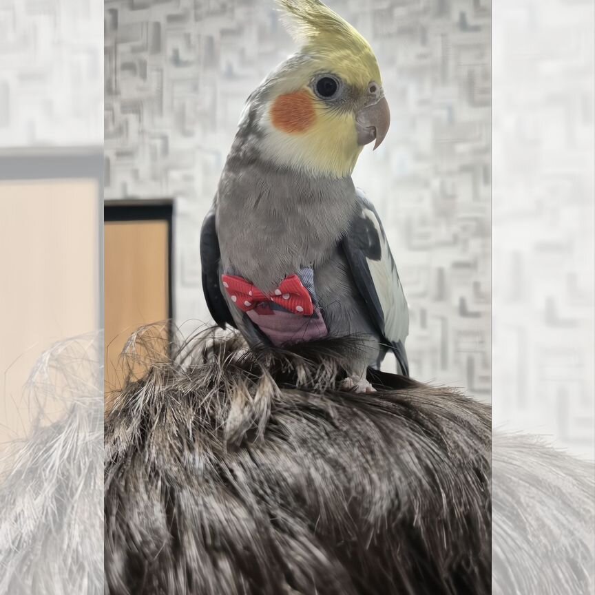 Попугай корелла мальчик