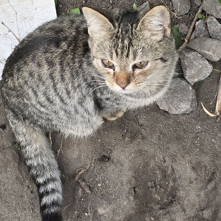 2 бездомных котика