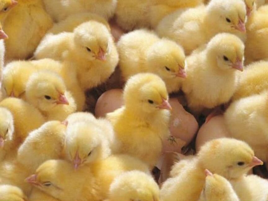 Цыплята суточные(петушки)