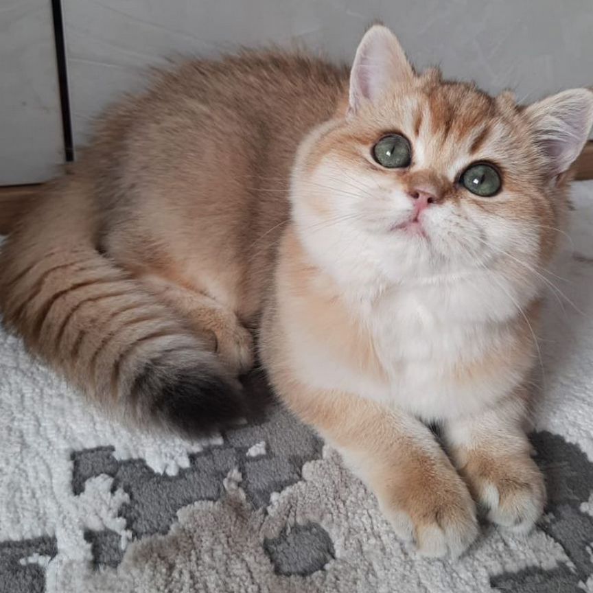 Британская плюшевая кошечка