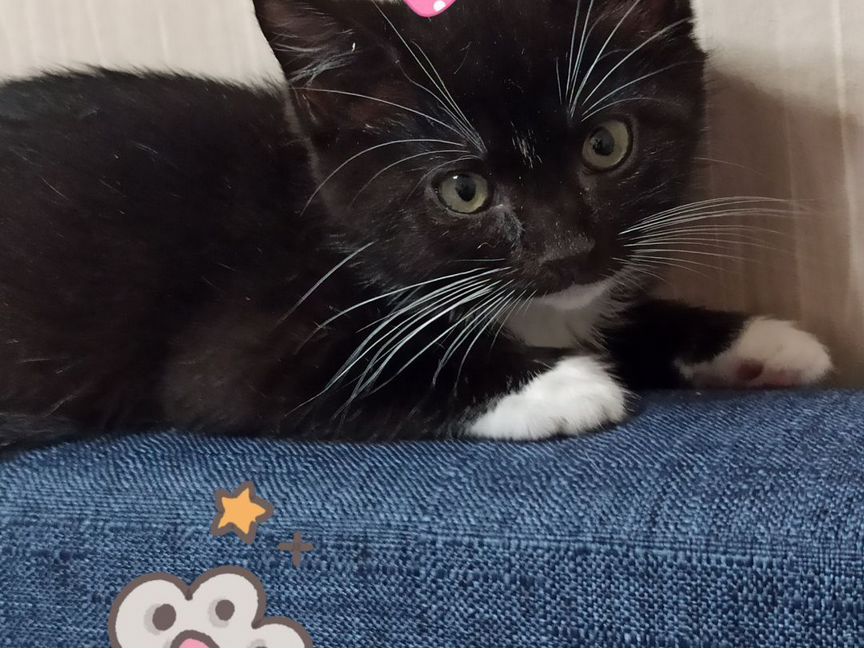 Кошки в добрые руки бесплатно