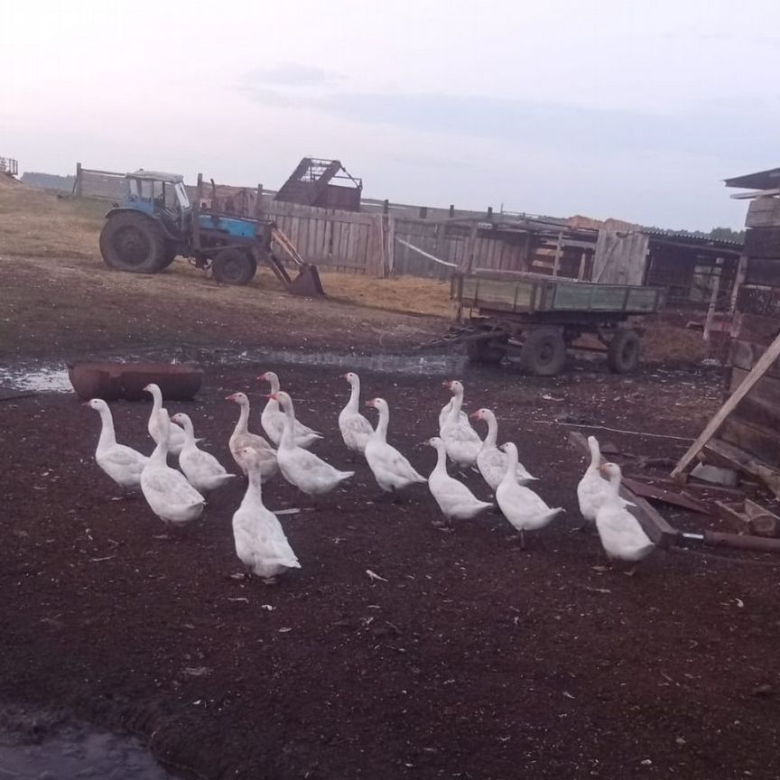 Гусь