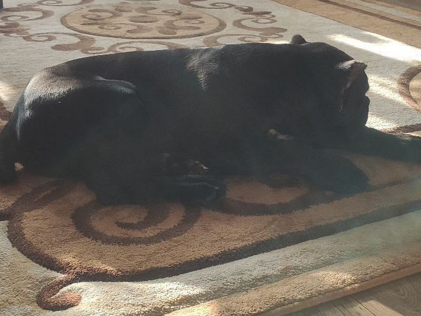 Кане корсо щенок