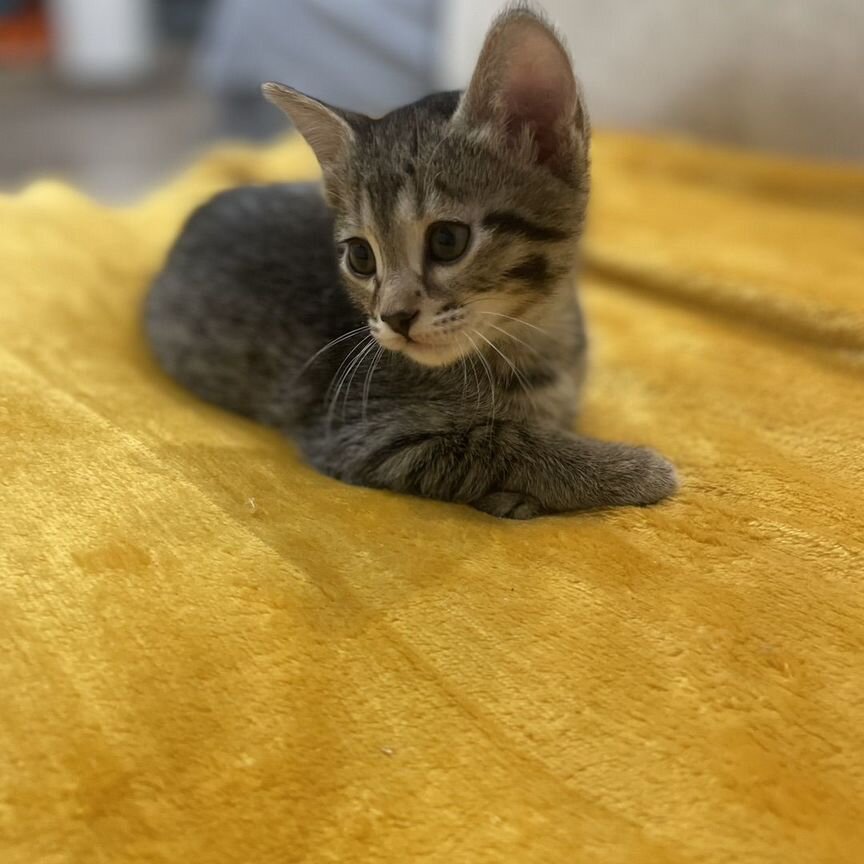 Кошки в добрые руки породистые