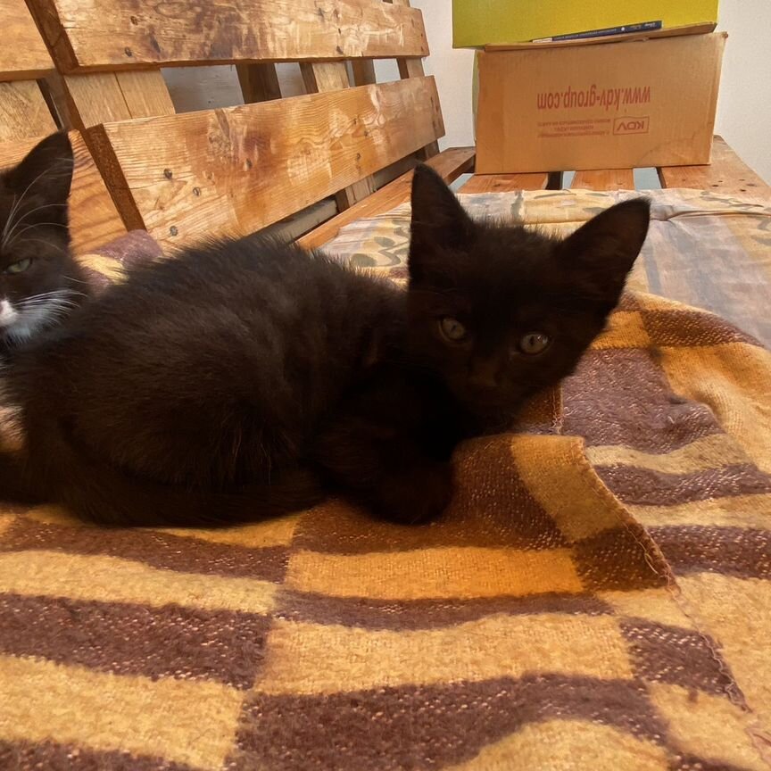 Отдам черного котенка