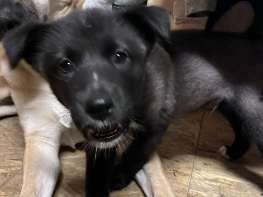 Щенок 1,5 мес в добрые руки