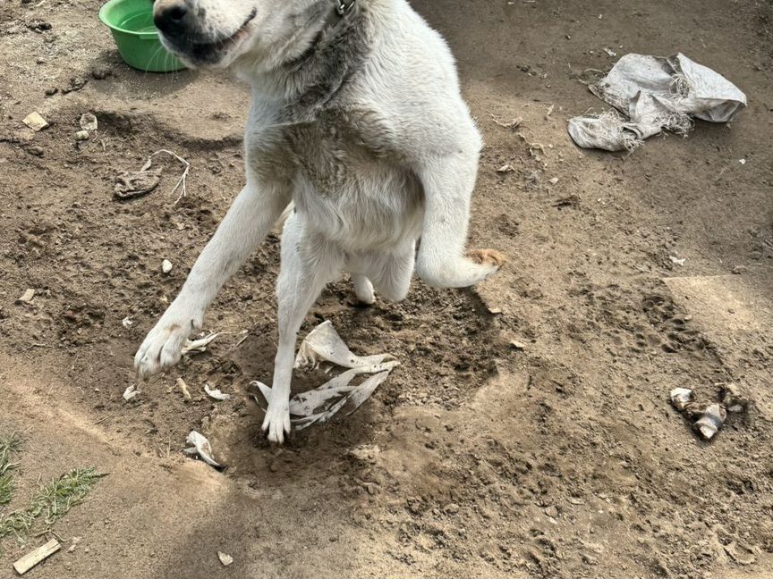 Отдам собаку в добрые руки