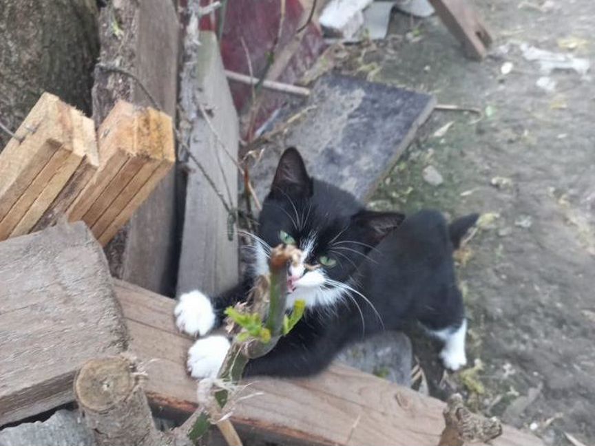 Котенок в добрые руки
