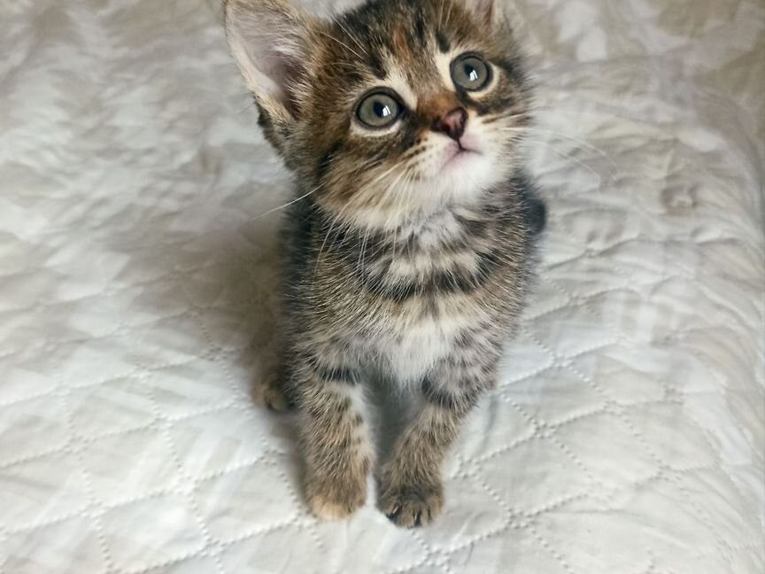 Чудесная малышка в добрые руки