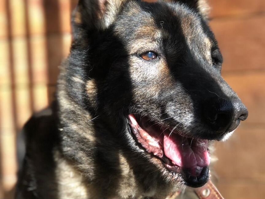 Собака в добрые руки