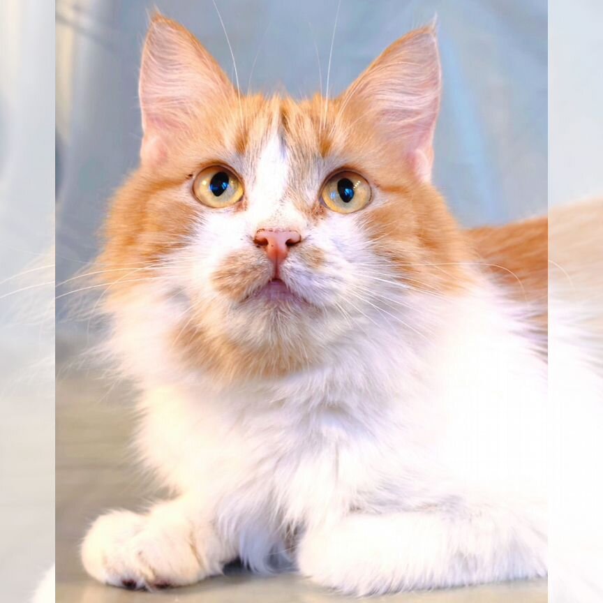 Взрослая, кошка в добрые руки