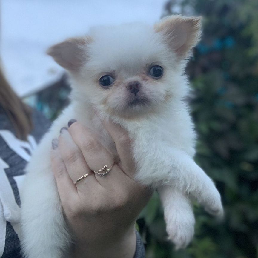 Чихуахуа белые мальчики