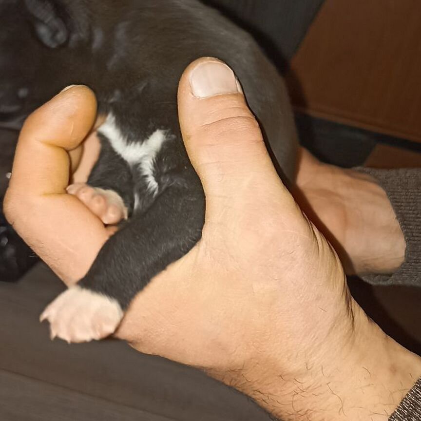 Стаффордширский бультерьер, щенок