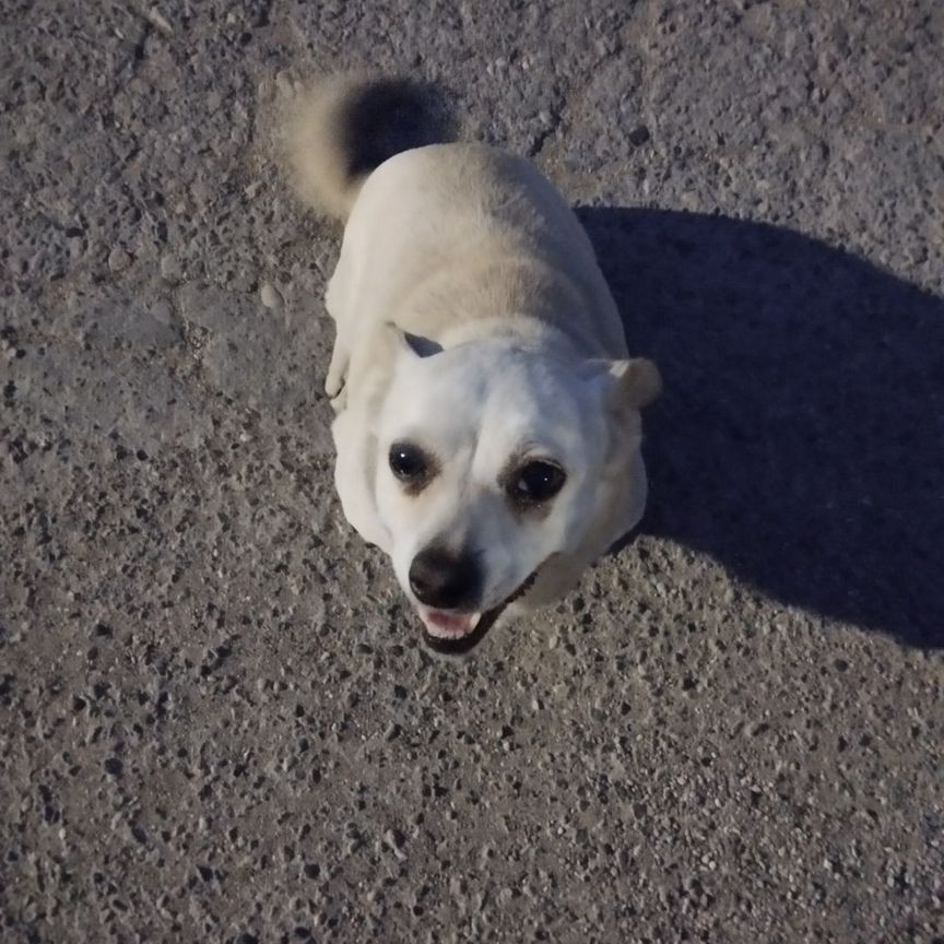 Чья потеряшка