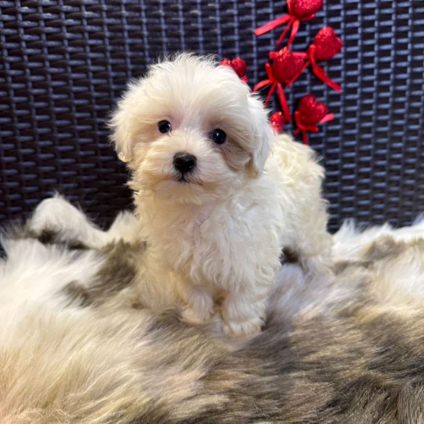 Карамельный мальтипу