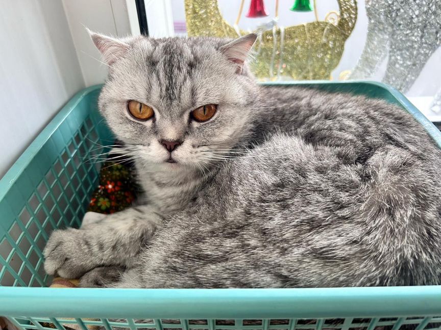 Кошки в добрые руки бесплатно