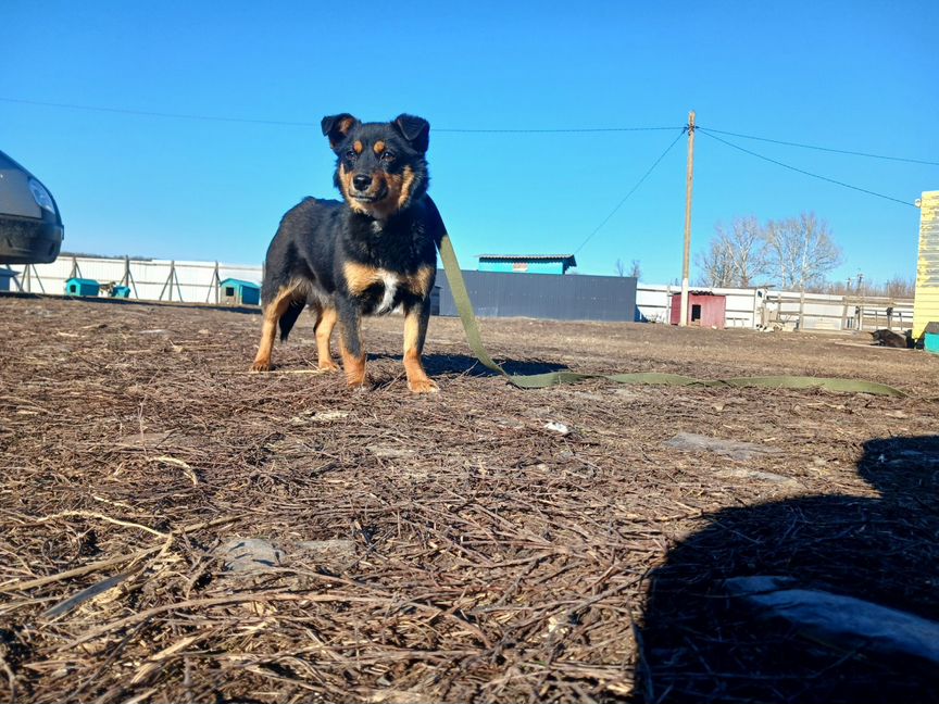 Черника ищет дом