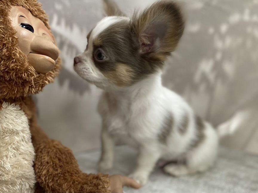 Лиловое чудо