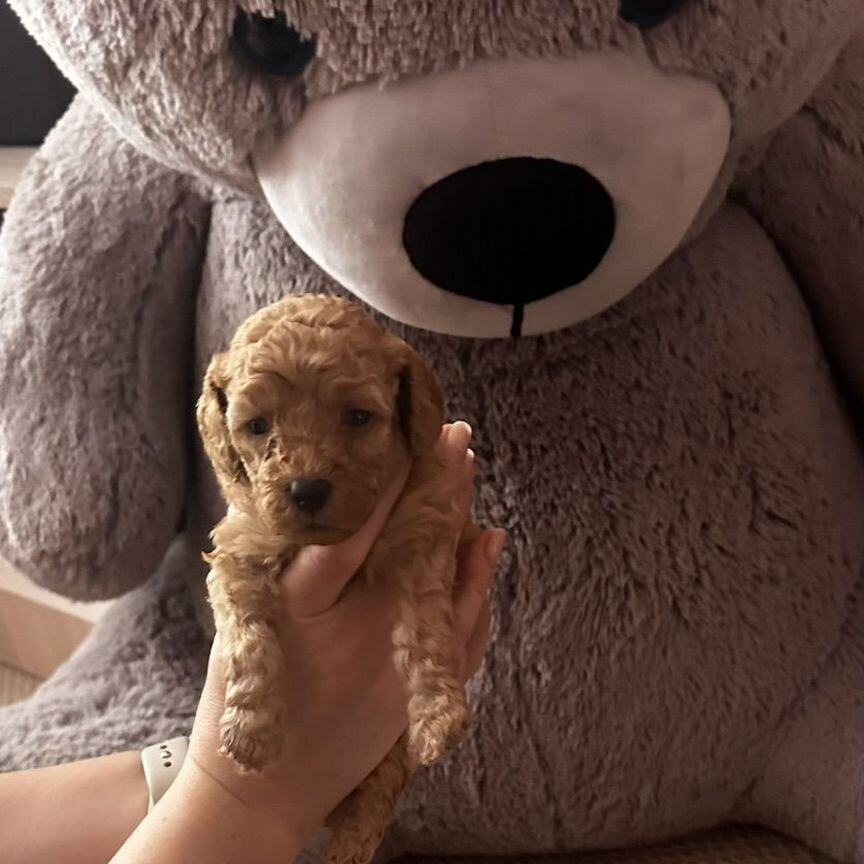 Той-пудель, щенок