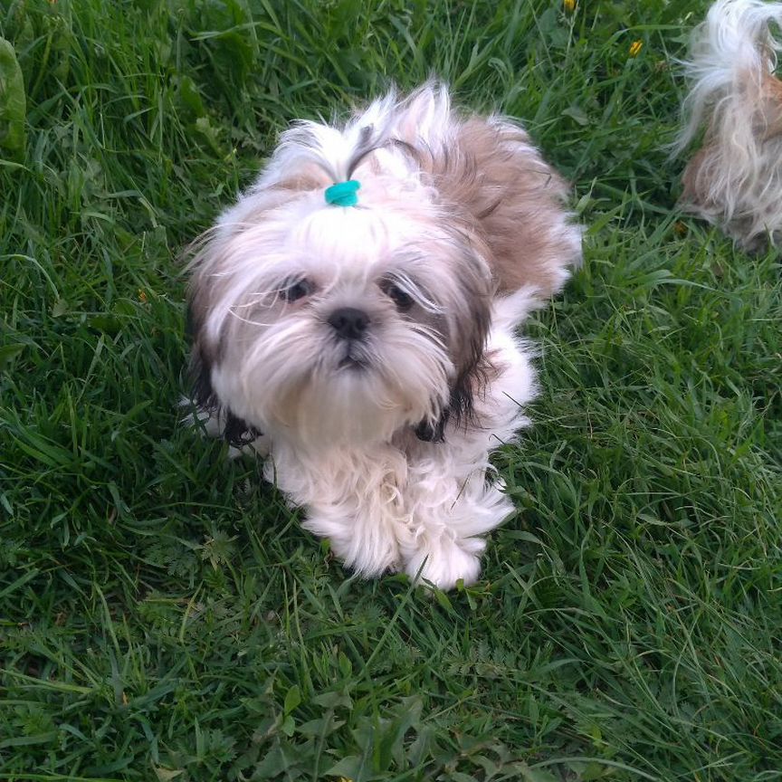 Щенок ши-тцу