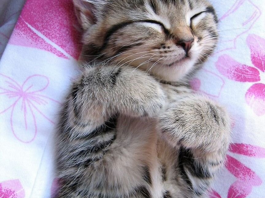 Котеночек для добрых людей