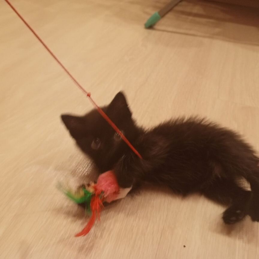 Отдам конетка 1,5 месяца