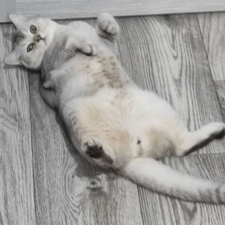 Кот