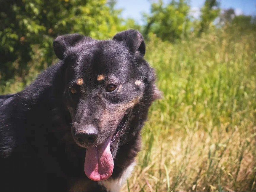 Собака Ксана безумно умная девочка