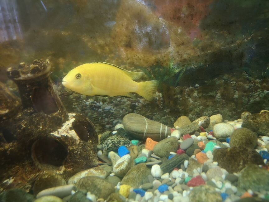 Продаю цихлид