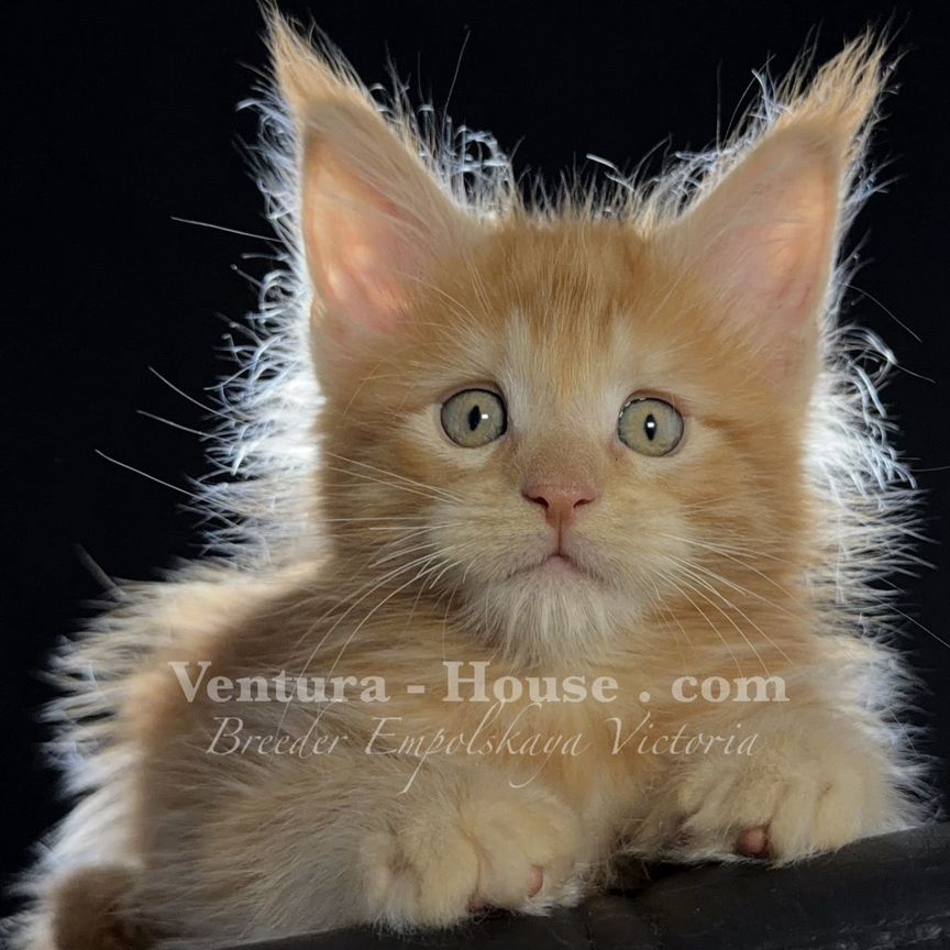 Мейн-кун котёнок