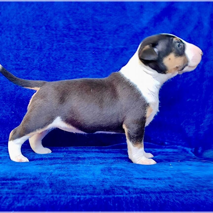 Мини-бультерьер, щенок